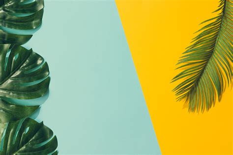 창조적인 레이아웃 화려한 열 대의 노란색과 파란색 배경에 나뭇잎 복사 공간 최소 여름 이국적인 개념입니다 테두리 배치입니다 개념에 대한 스톡 사진 및 기타 이미지 Istock
