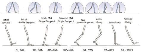 Decomposition Of The Walking Cycle Download Scientific Diagram