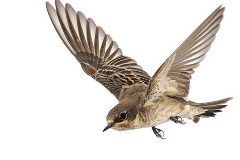 Swift Isolated On White Background Premium Ai Generated Image