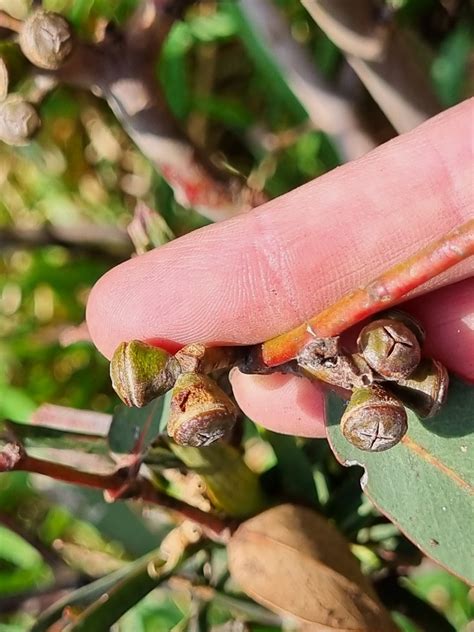 Mealy Stringybark From Mornington Psula West Au Vi Au On September 19 2023 At 10 05 Am By