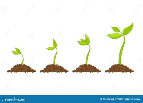 Sprouting Of Tree In Isolated Or White Background Royalty Free Stock