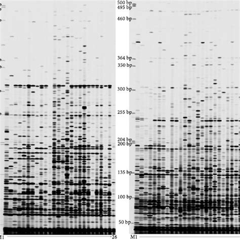 Dendrogram Showing The Genetic Relationships Among The 26 Crocus