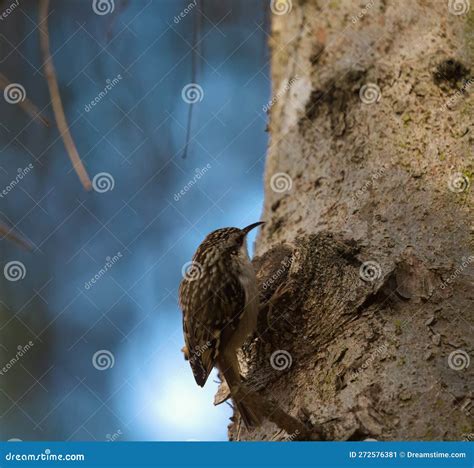 Brown Creeper Feeding In A Tree Stock Image Image Of Brownbuff North