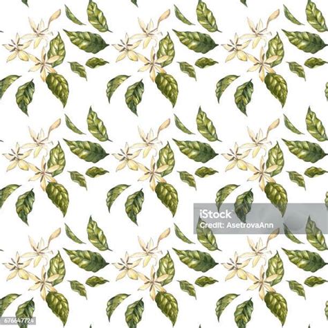 손으로 그린 수채화 커피 꽃 원활한 배경 흰색 배경에 고립 0명에 대한 스톡 벡터 아트 및 기타 이미지 0명 갈색 구이