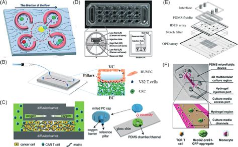 Microfluidic Examples Of Immune Cell Mediated Cytotoxicity A Adapted