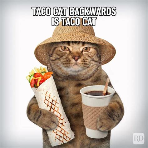 71 Hilarious Cat Memes You Will Laugh At Every Time Artofit