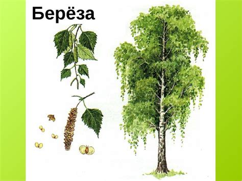 Береза картинка для детей