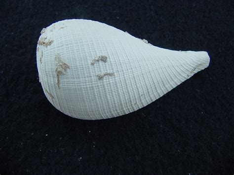 Ficus Caloosahatchiensis Fragile Fossil Shell Gastropod Ff 20