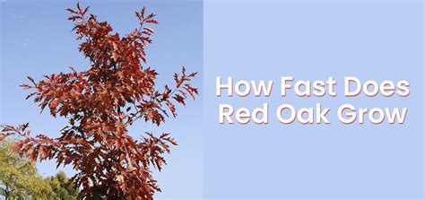 How Fast Does Red Oak Grow Every Year EmbraceGardening