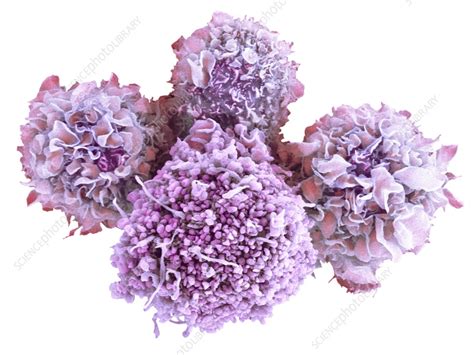 Human Dendritic Cells Sem Stock Image C056 0795 Science Photo