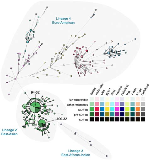 Minimum Spanning Tree Based On The 24 Loci Miru Vntr Typing Data Of 607