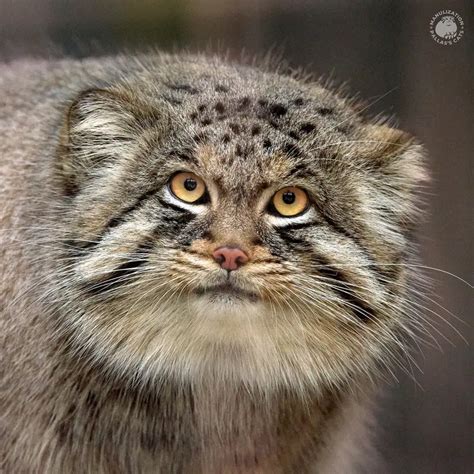 Pallass Cats In Higashiyama Zoo And Botanical Gardens Japan