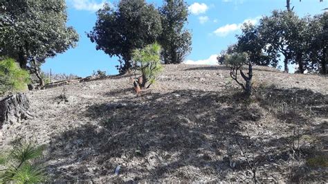 Plant Trees For The Himalayas