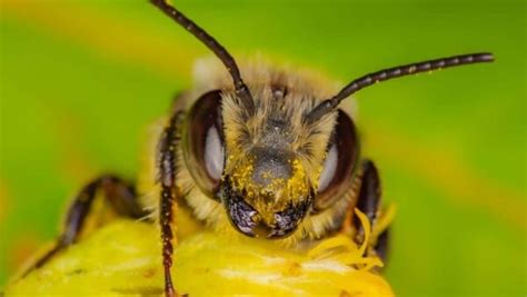 How To Identify 15 Most Common Types Of Bees With Pictures