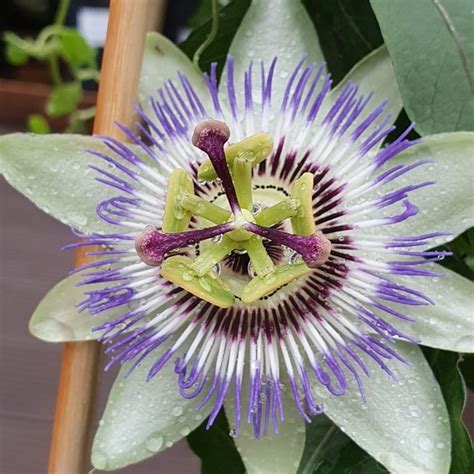 Passiflora Caerulea Blue Crown