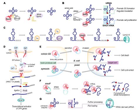 Generation Of 2′ 3′ Cyclic Phosphate Containing Rnas As A Hidden Layer Of The Transcriptome