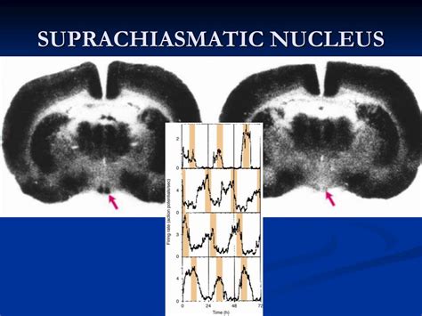 Ppt Sleep And Circadian Rhythms Powerpoint Presentation Free Download Id 3086428
