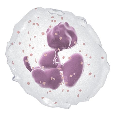 อันดับหนึ่ง 92 ภาพพื้นหลัง Neutrophil คือค่าอะไร ใหม่ที่สุด