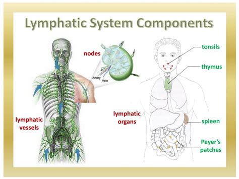 Ppt Lymphatic System Powerpoint Presentation Free Download Id2045056