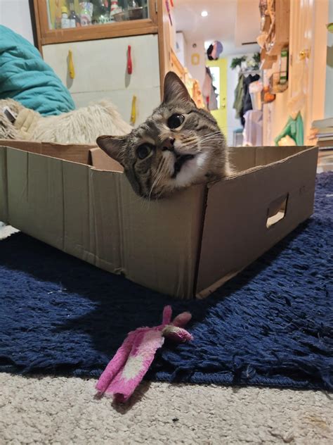 Standard Issue Cat Pleased With Standard Issue Box Rstandardissuecat