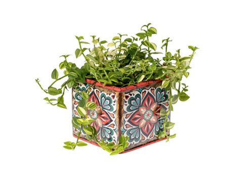 Green Plants In Ceramic Lidl Great Britain Specials Archive