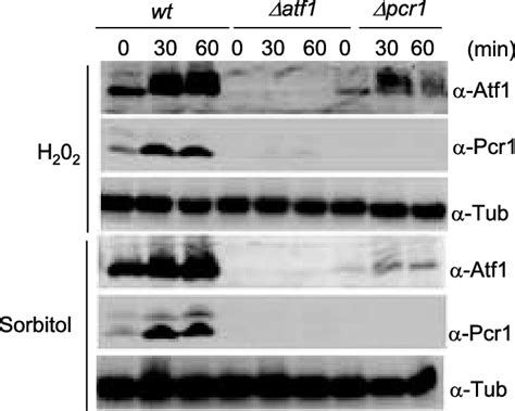 The Stability Of Atf1 Is Regulated By The MAPK Sty1 And By Its