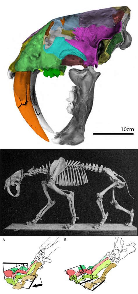 Smilodon And Proailurus
