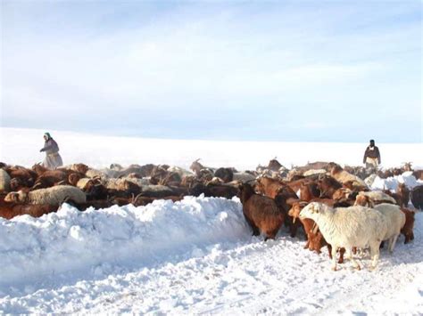Зээлийн батлан даалтын сан малчдад 290 тэрбум төгрөгийн батлан даалт гаргажээ
