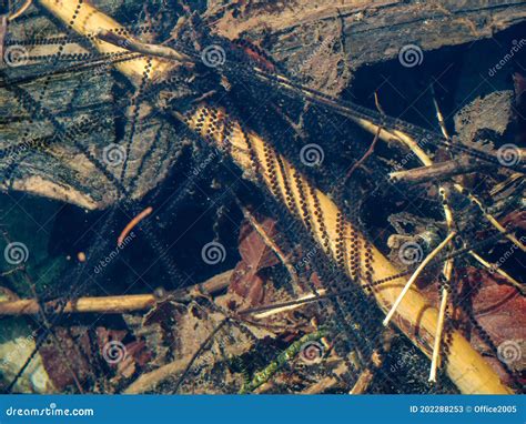 Common Toad Stock Image Image Of Spawn Green Common