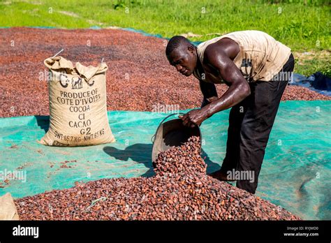 Cocoa Bean Drying In Agboville Ivory Coast Stock Photo Alamy