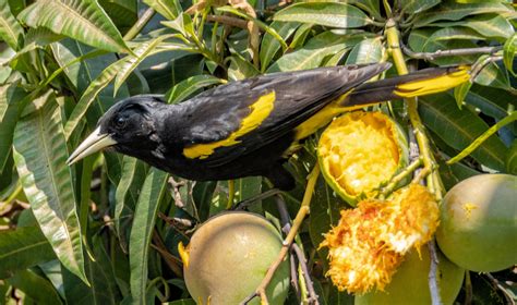 Yellow Winged Cacique Mexican