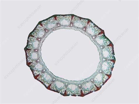 Equisetum Stem Lm Stock Image C0281910 Science Photo Library