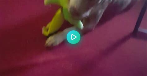 Pupups New Toy Album On Imgur