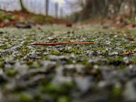 An Awesome Close Up Shot Of The Ground