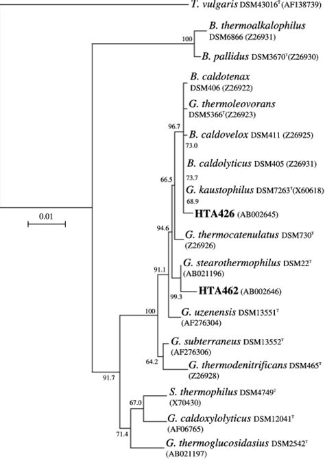 Unrooted Phylogenetic Tree Based On 16s Rdna Sequence Comparison Download Scientific Diagram