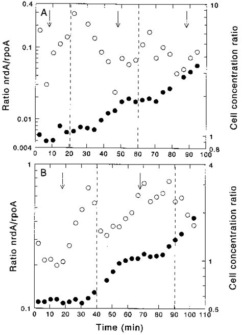 Transcript Levels Of Nrda In The Cell Cycle Synchronous Cultures Of