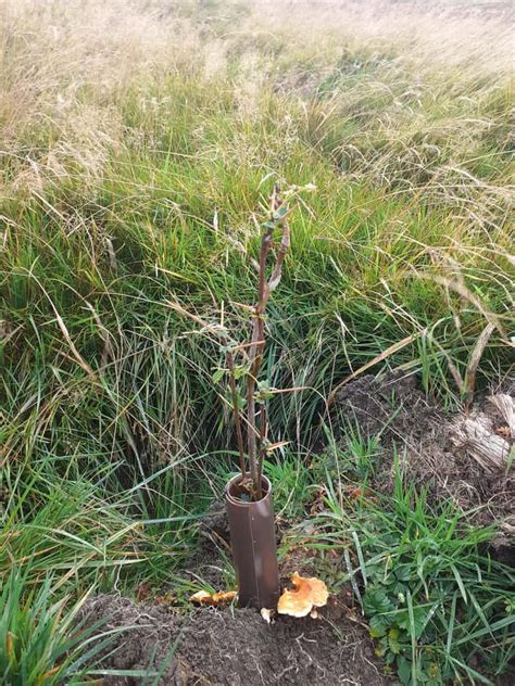 Sapling Protection Beechgrove Trees
