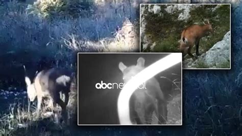 Nga Ariu Te Dhelpra E Macja E Egër çfarë Fiksuan Kamerat Kurth Në