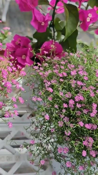 너무나 이쁜 핑크안개꽃 Youtube