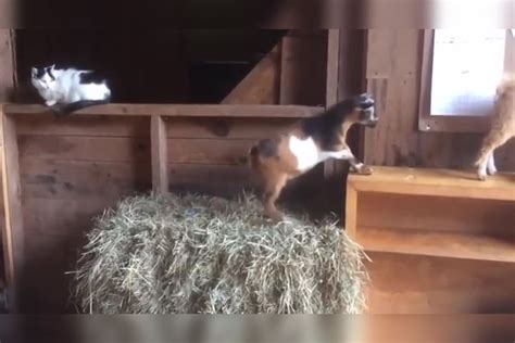 主人是故意的吧！把小猫和小羊放在一起养！ 小猫 小羊 主人