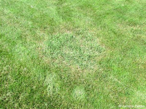 Quackgrass Purdue University Turfgrass Science At Purdue University