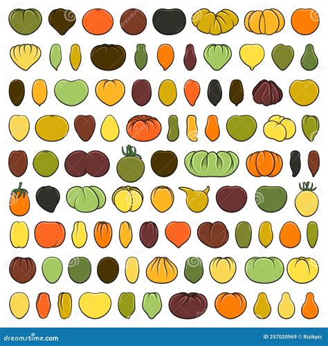 Set Of Color Illustrations With Tomatoes Of Various Varieties And Shapes Isolated Vector
