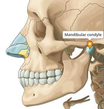Mandibular Condyle E Anatomy Imaios