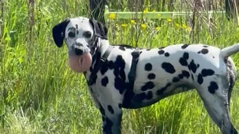 24 Stunden Sex Marathon Onlyfans Model Lily Phillips Schläft Mit 101 Männern Das Hat Sie