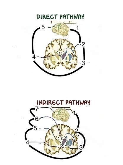 Diagram Of Direct And Indirect Pathways In The Basal Ganglia Quizlet