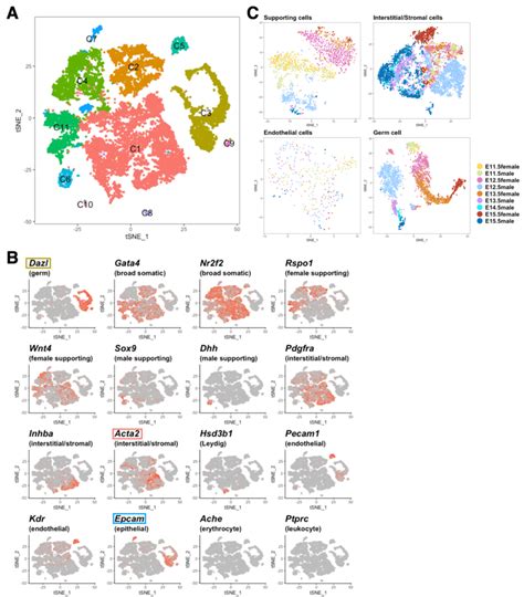 Cell Type Identification In Scrna Seq Data A A Tsne Plot For All
