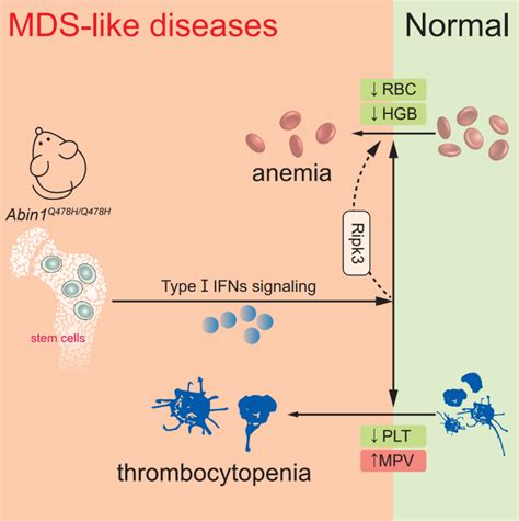 营养与健康所章海兵研究组合作揭示abin1蛋白通过i 型干扰素信号调控造血系统发育疾病的新机制 生物通
