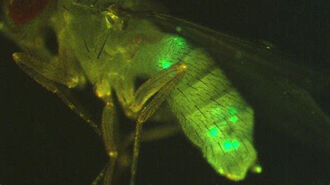 Scent Of Opposite Sex Shortens Lives Of Flies And Worms National