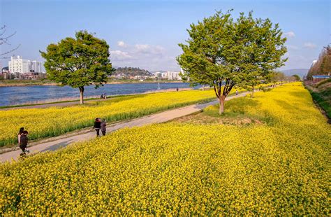 울산 태화강 황금빛으로 물든인 유채꽃밭
