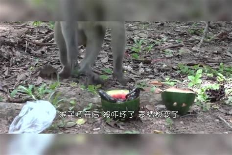 男子恶搞猴子，扔给它一个辣椒，猴子：真得劲儿啊，太提神了！猴子辣椒劲儿